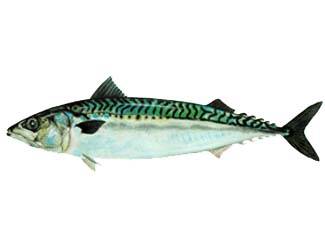 Fish Guide - Frydays Fish & Chips, Seaton