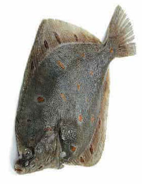 Fish Guide - Frydays Fish & Chips, Seaton