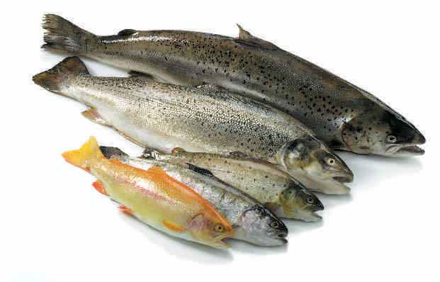 Fish Guide - Frydays Fish & Chips, Seaton